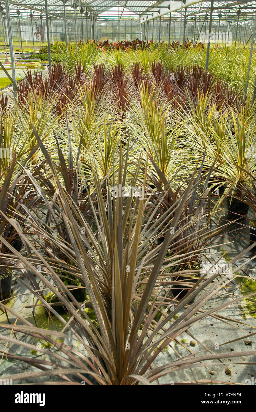 Red cordyline plants hi-res stock photography and images - Alamy