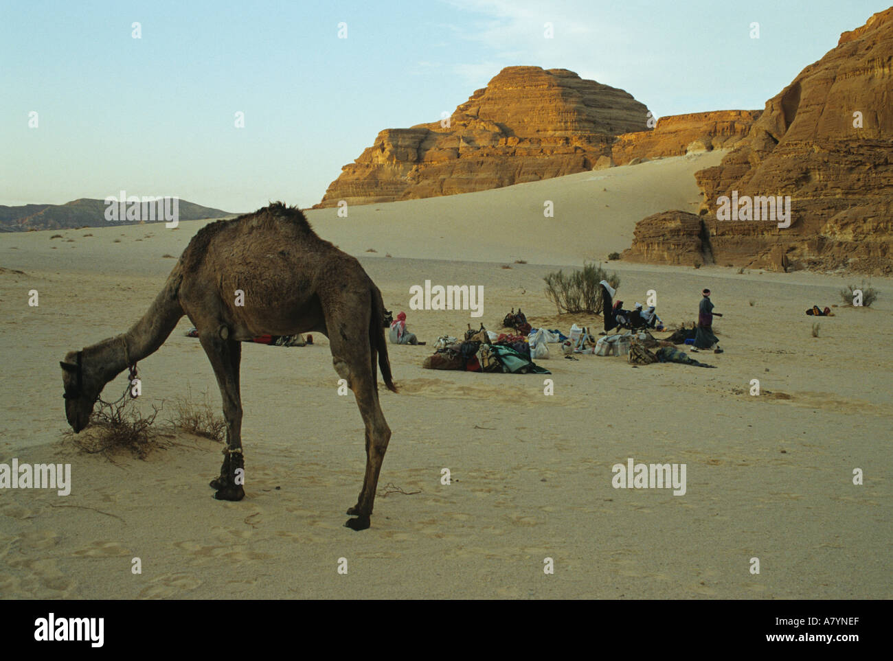 camel bedouin Sinai Stock Photo - Alamy