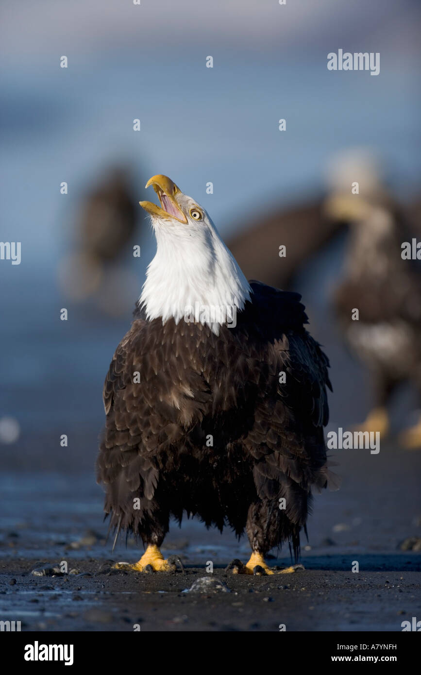 USA, Alaska, Homer, Bald Eagle calling while standing on black sand ...