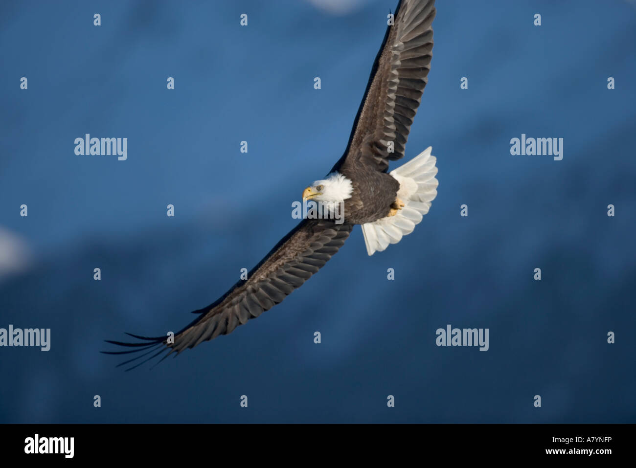 USA, Alaska, Homer, Bald Eagle (Haliaeetus leucocephalus) in flight ...