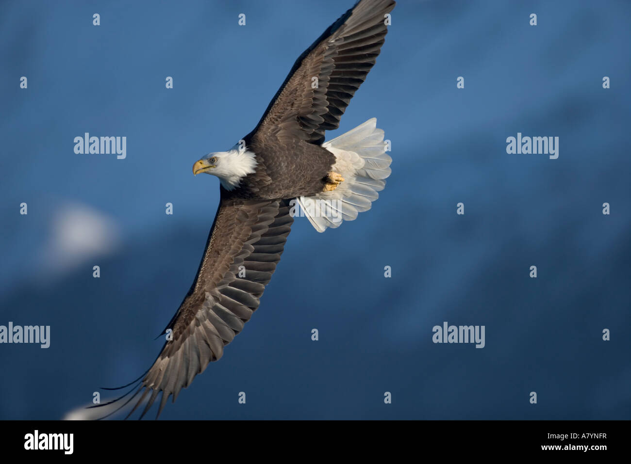 USA, Alaska, Homer, Bald Eagle (Haliaeetus leucocephalus) in flight ...