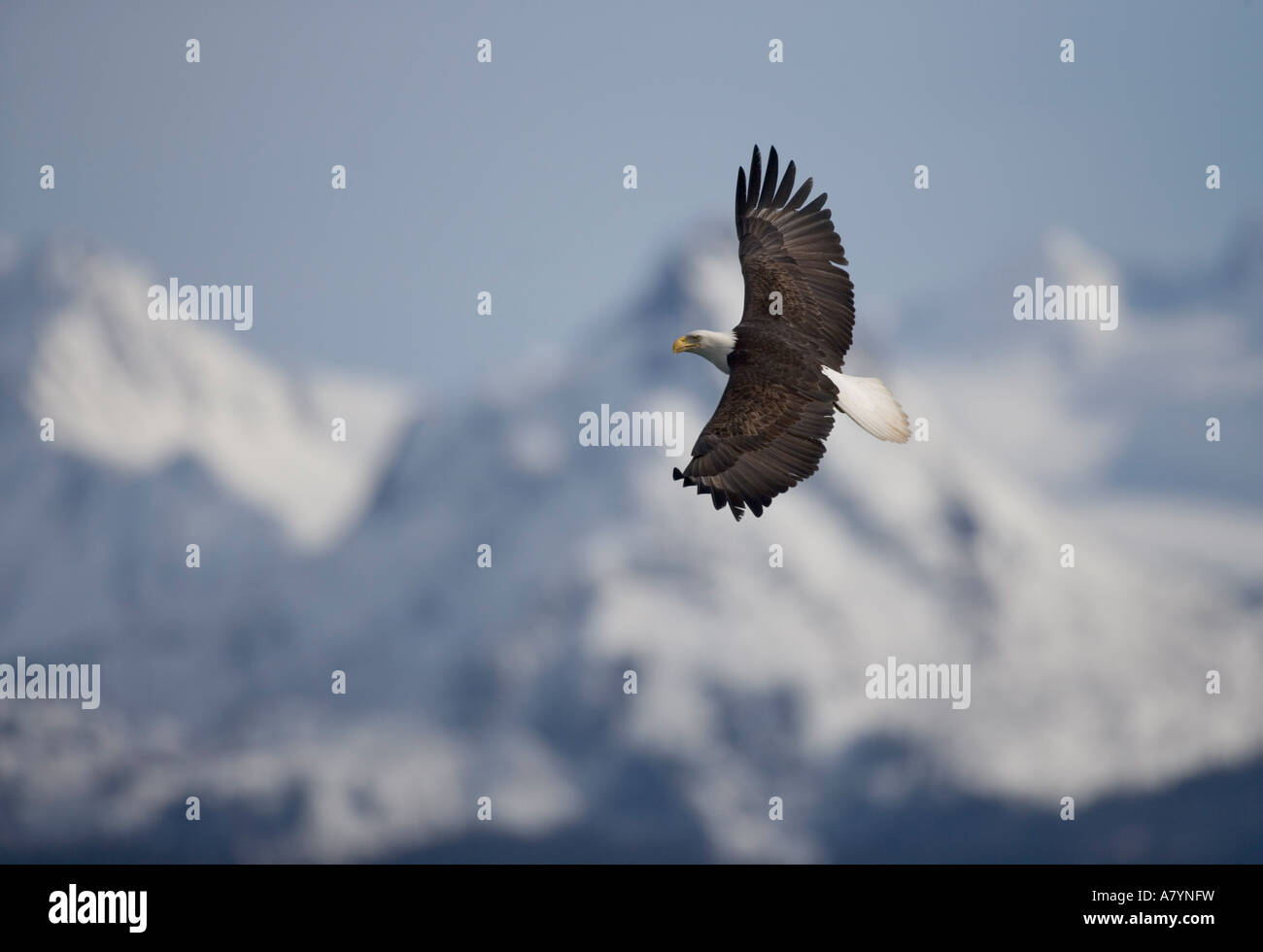 USA, Alaska, Homer, Bald Eagle (Haliaeetus leucocephalus) in flight ...