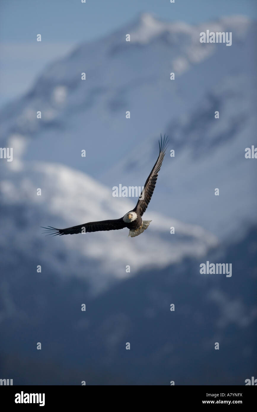 USA, Alaska, Homer, Bald Eagle (Haliaeetus leucocephalus) in flight ...