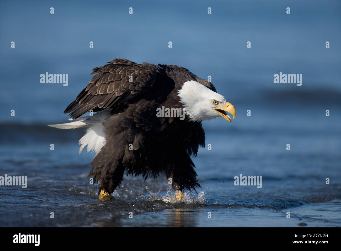 USA, Alaska, Homer, Bald Eagle strikes aggressive posture while walking ...