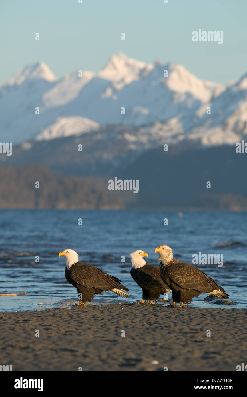 USA, Alaska, Homer, Bald Eagles standing at water's edge along Kachemak ...