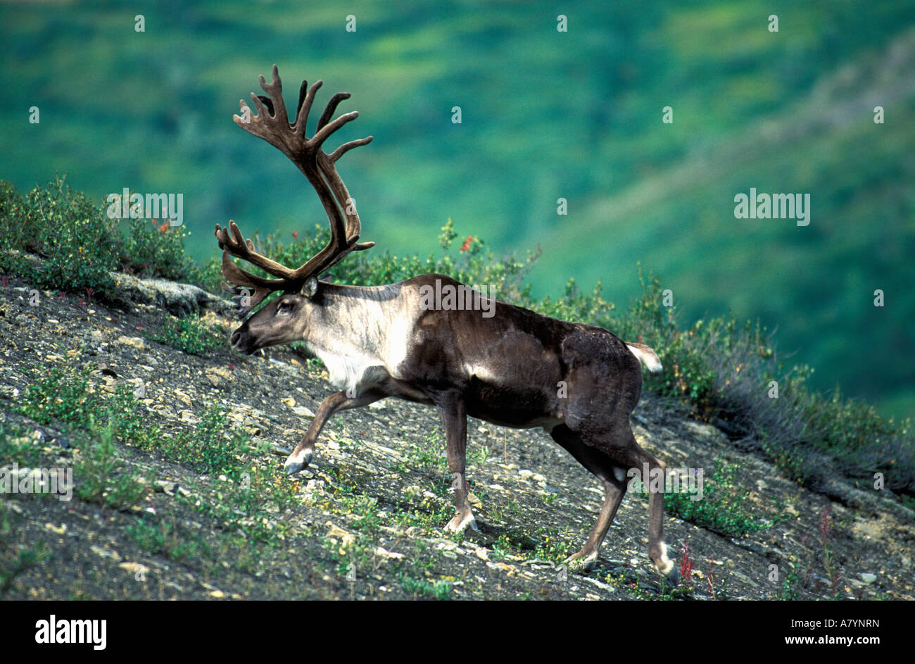 USA, Alaska, Denali National Park, Bull caribou (Rangifer tarandus ...