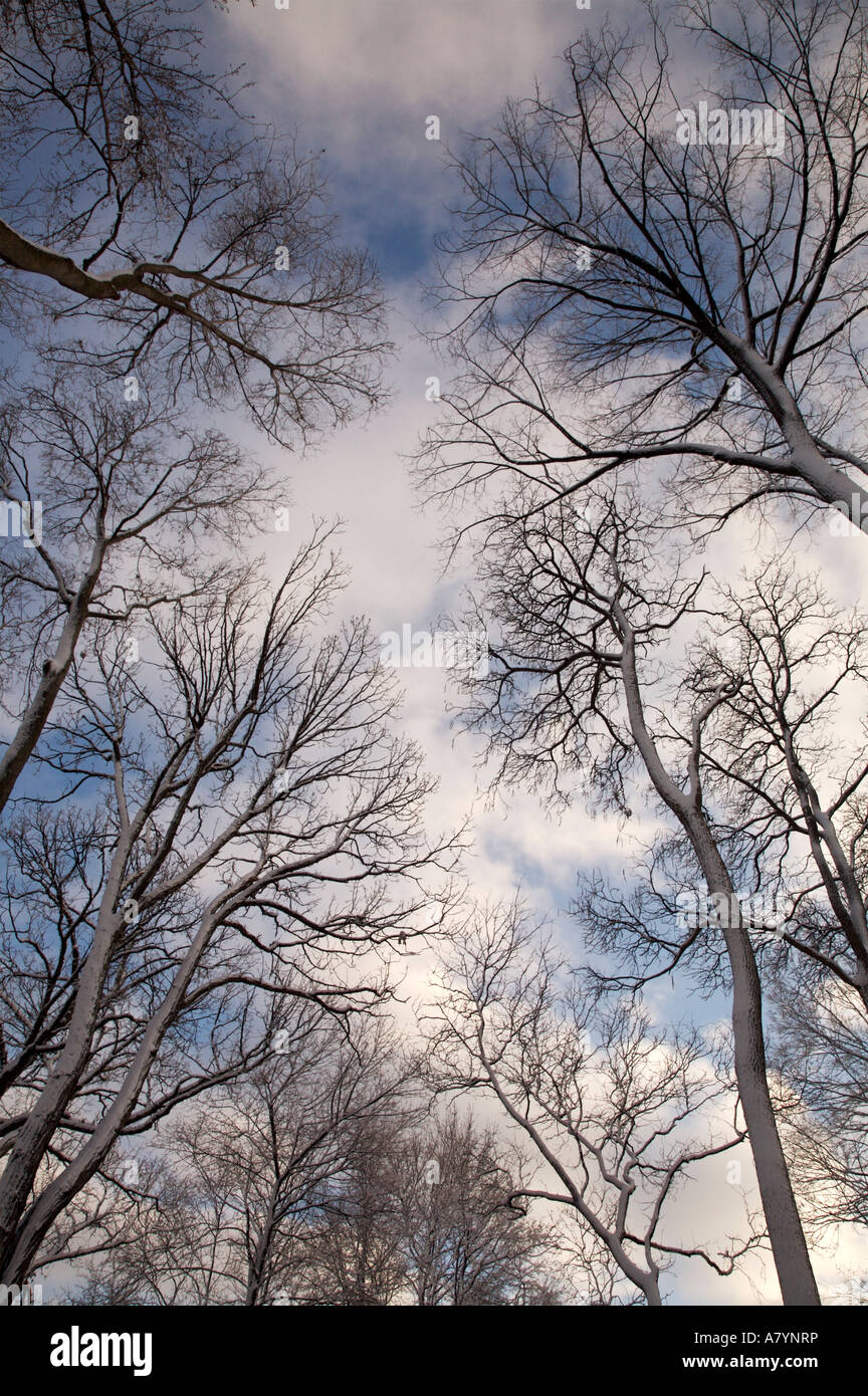 Snow covered trees Austin Gardens Oak Park Illinois Stock Photo - Alamy