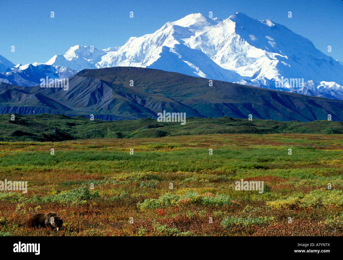 USA, Alaska, Denali National Park, Grizzly Bear (Ursus arctos) feeds on ...