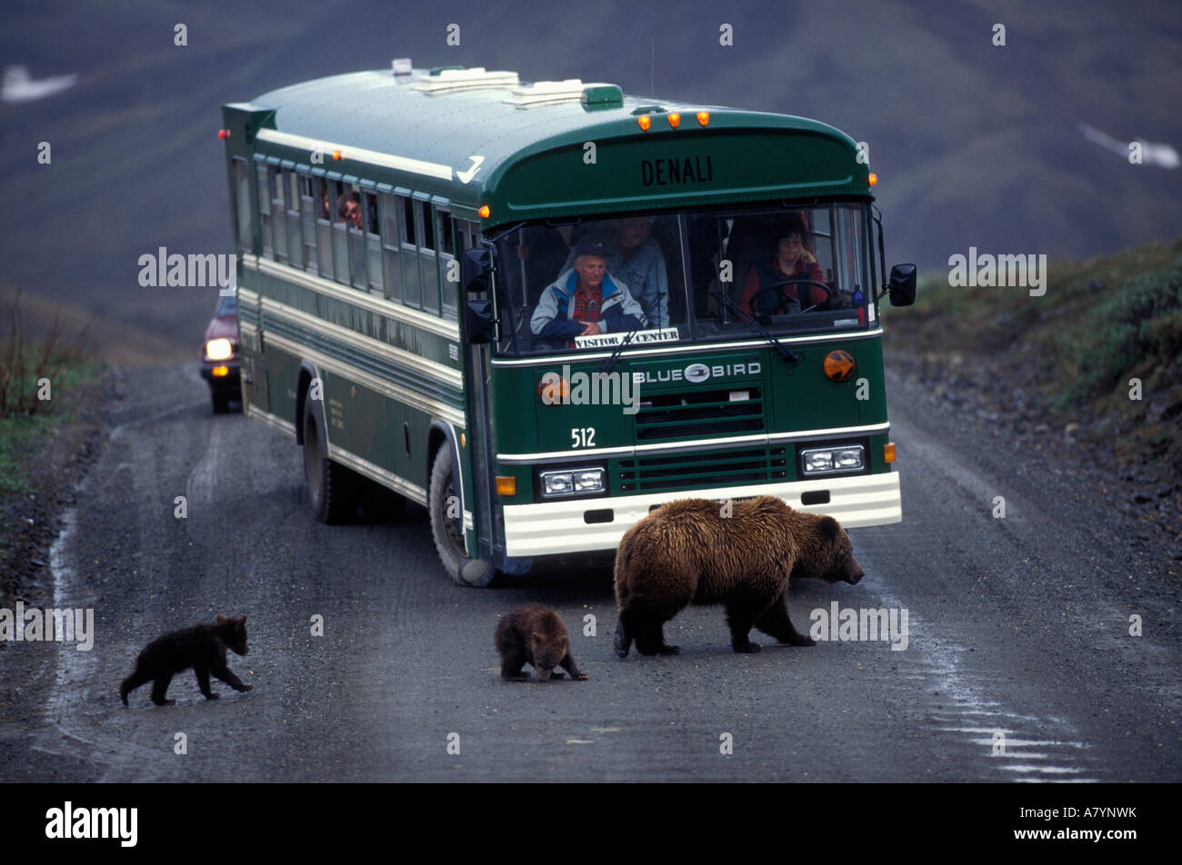 USA, Alaska, Denali National Park, Grizzly Bear sow and cubs (Ursus ...