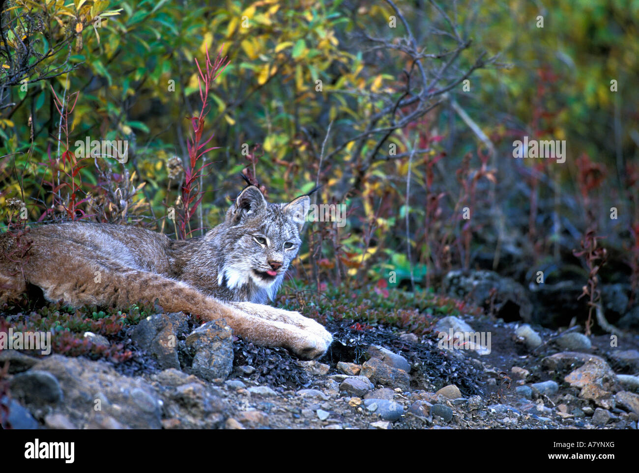 USA, Alaska, Denali National Park, Lynx (Felis lynx) rests on hillside ...