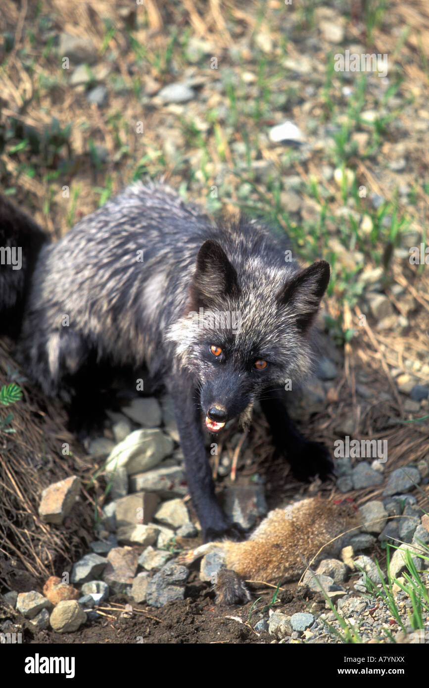USA, Alaska, Denali National Park, Red Fox (Vulpes vulpes) feeds on ...