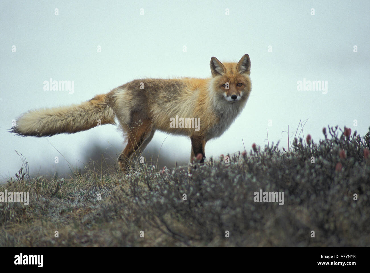 USA, Alaska, Denali National Park, Red Fox (Vulpes vulpes) standing at ...
