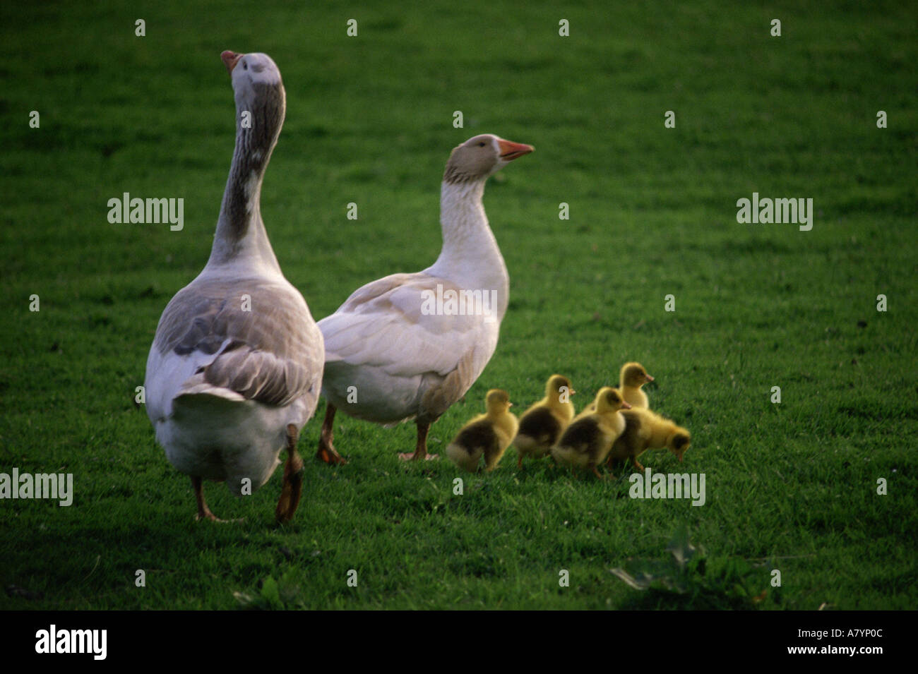 Seven geese hi-res stock photography and images - Alamy