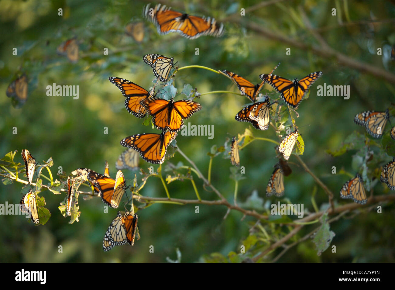 Swarm monarch butterflies hi-res stock photography and images - Alamy