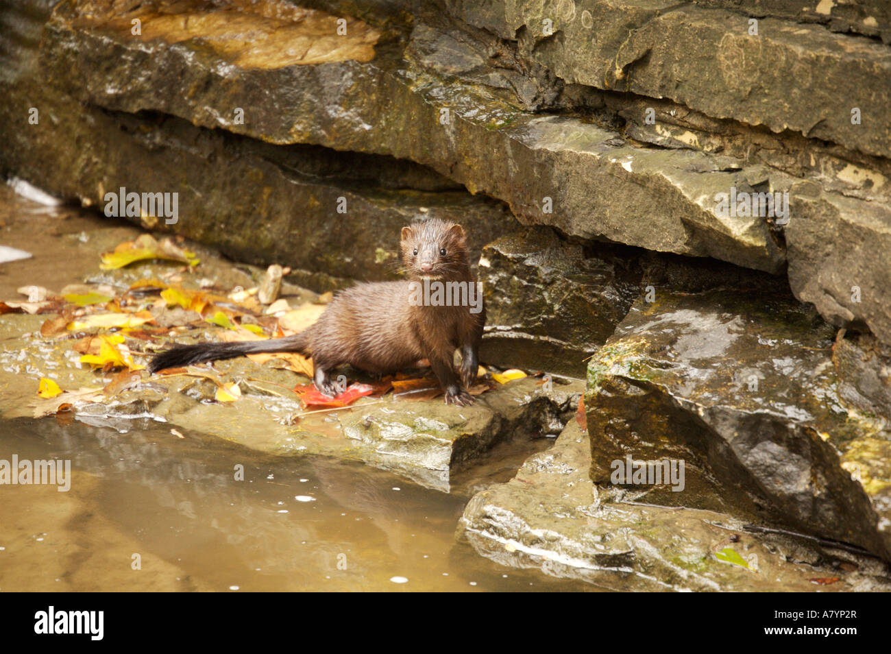 Wild mink. Waterfall Glen Forest Preserve. DuPage County, Illinois ...