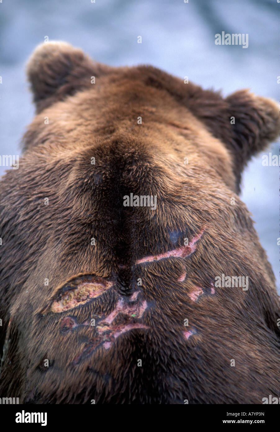 USA, Alaska, Katmai Nat'l Park, Back of Grizzly Bear (Ursus arctos ...