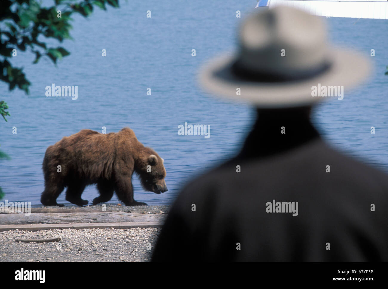 USA, Alaska, Katmai Nat'l Park, Park Ranger keeps eye on Grizzly Bear ...
