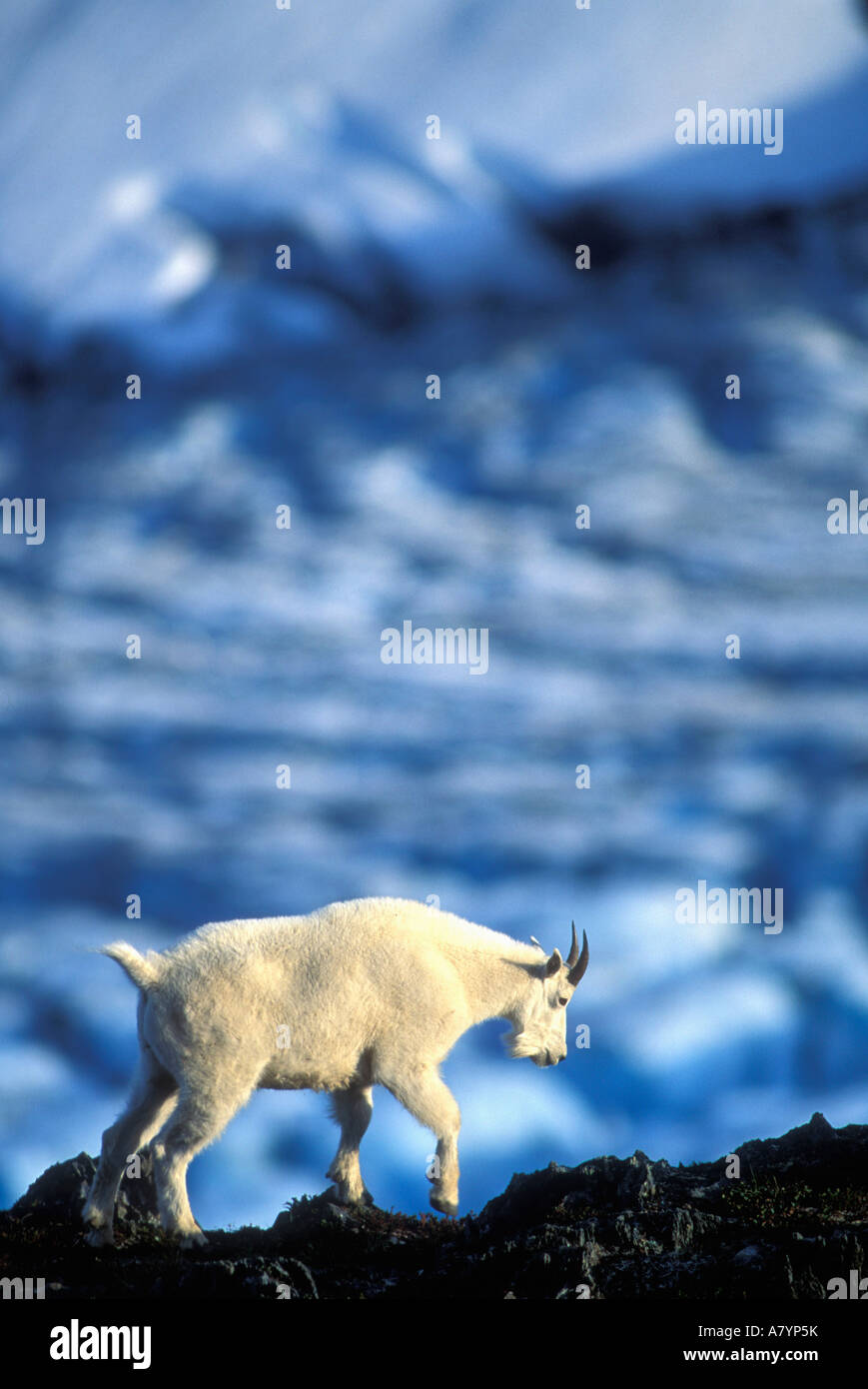 USA, Alaska, Kenai Fjords National Park, Mountain Goat (Oreamnos ...