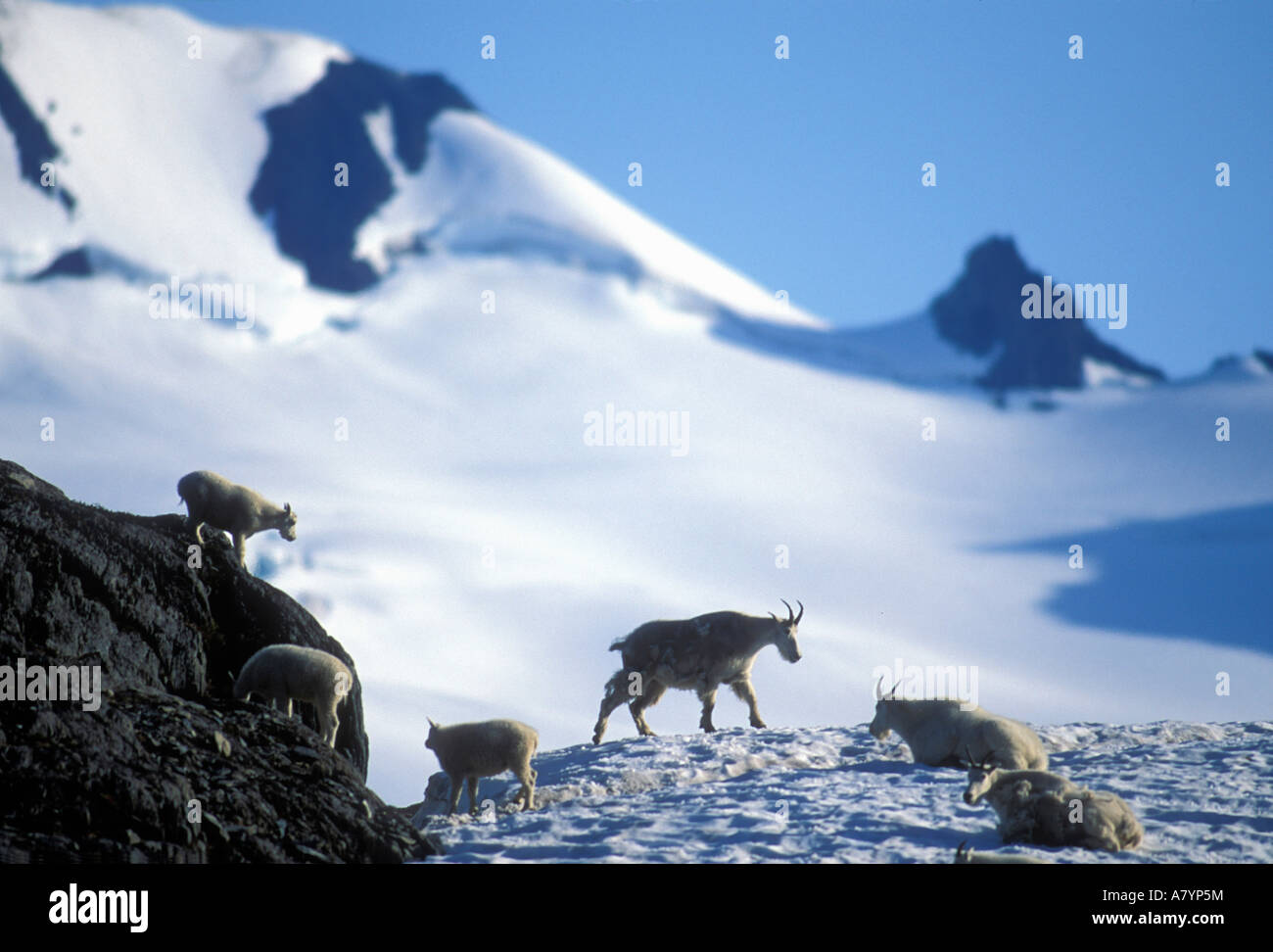 USA, Alaska, Kenai Fjords National Park, Mountain Goat herd (Oreamnos ...