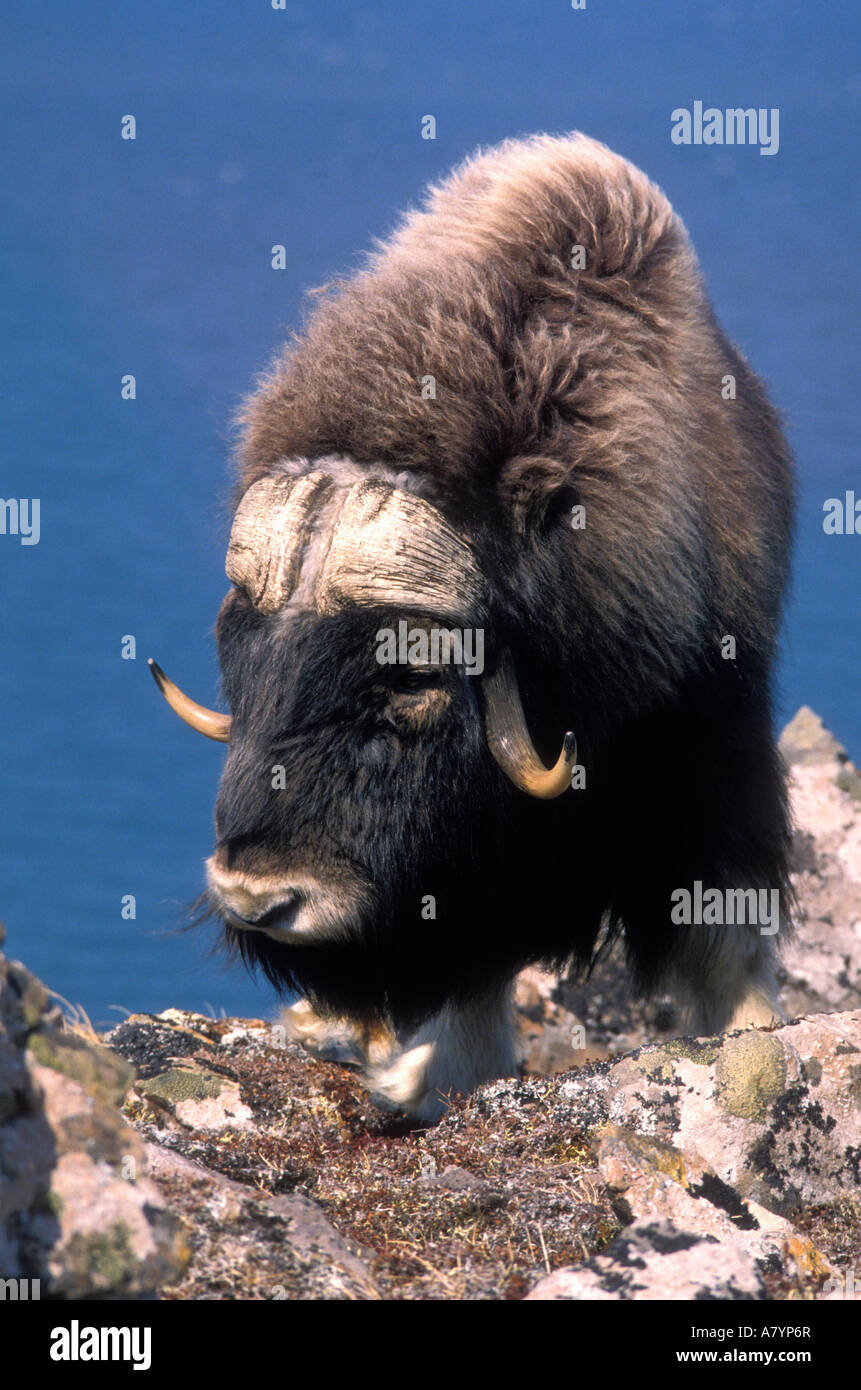 USA, Alaska, Muskox (Ovibos moschatus) on snow-covered cliff on Nelson ...