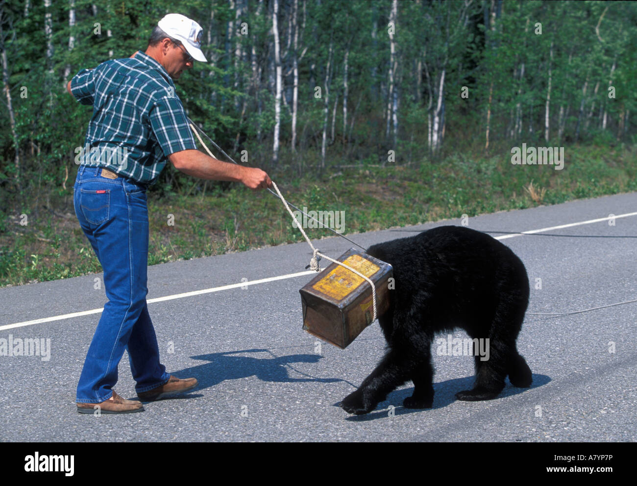 USA, Alaska, Tourist attempts to lasso Black Bear (Ursus americanus ...