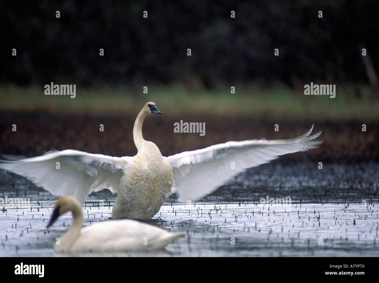 USA, Alaska, Trumpeter Swan (Cygnus cygnus buccinator) in small pond ...