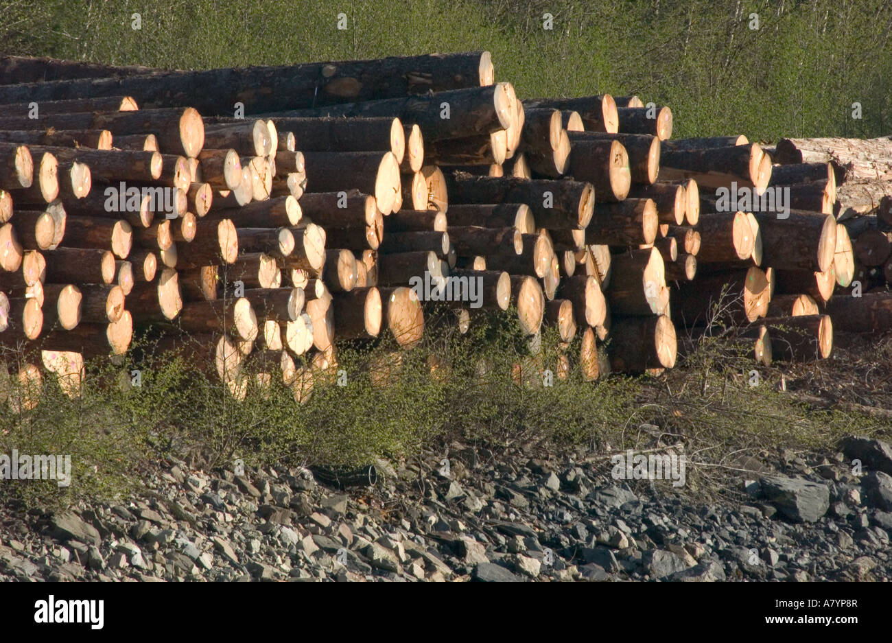 USA, Alaska, Ketchikan, Wards Cove, Log storage Stock Photo - Alamy