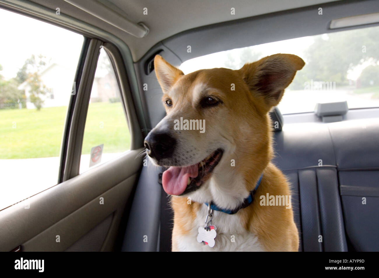 Riding dog hi-res stock photography and images - Alamy