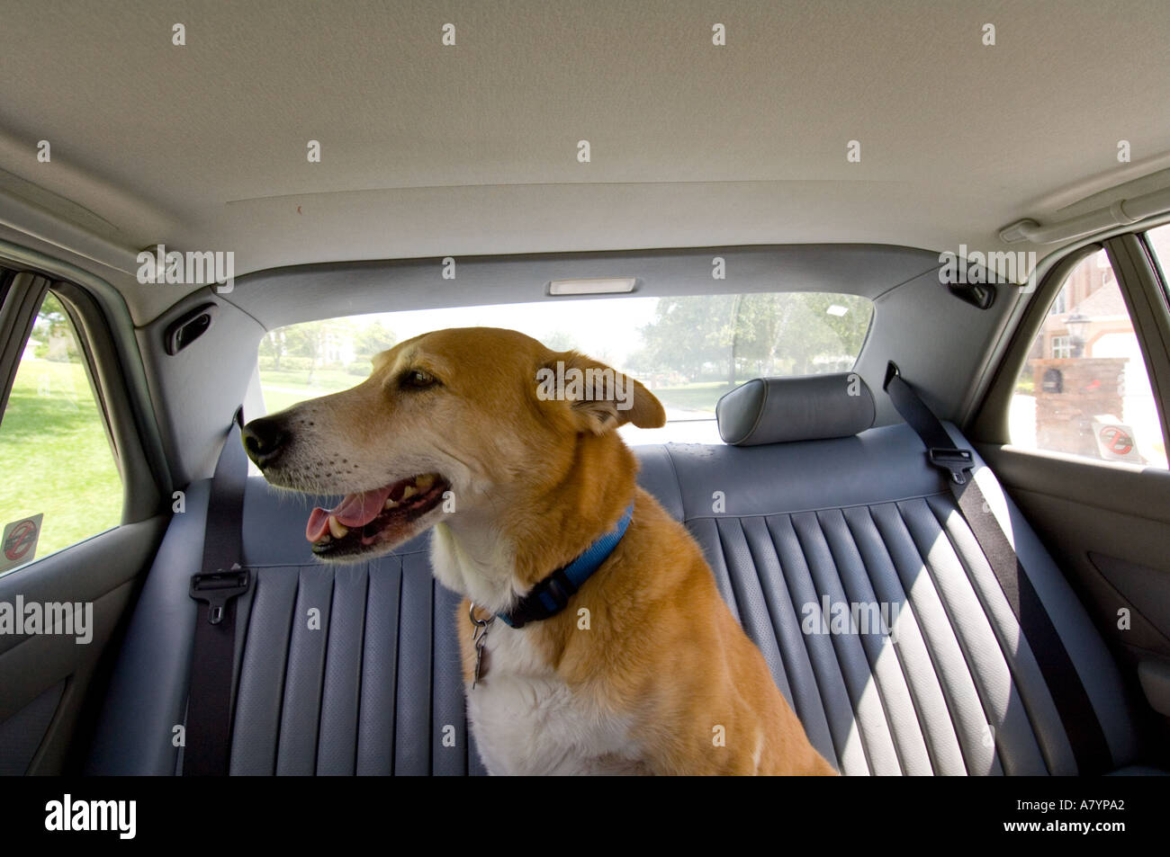 happy family dog riding in back seat of car Stock Photo - Alamy