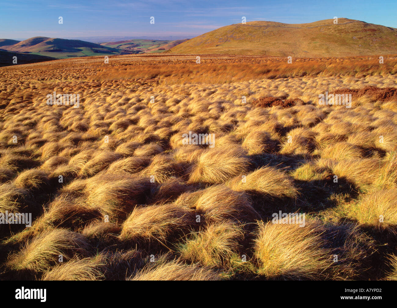 Yeavering Bell Hillfort near Kirknewton Northumberland Stock Photo - Alamy