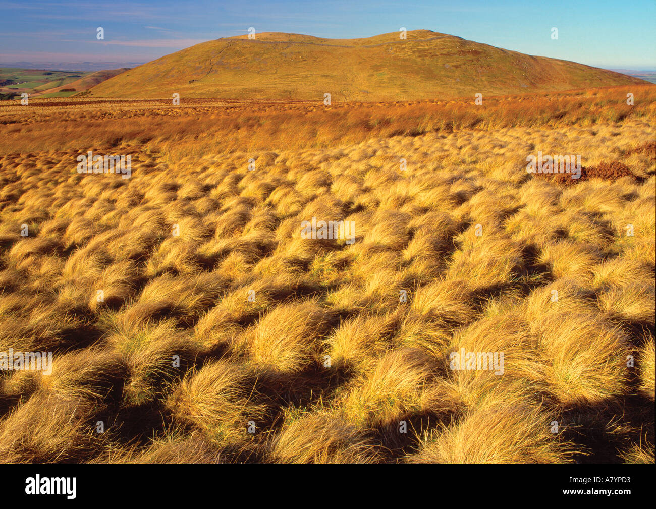 Yeavering Bell Hillfort near Kirknewton Northumberland Stock Photo - Alamy