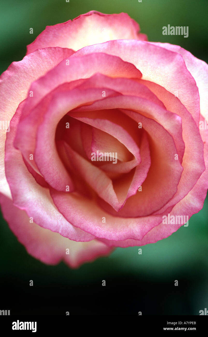 Cut rose hi-res stock photography and images - Alamy
