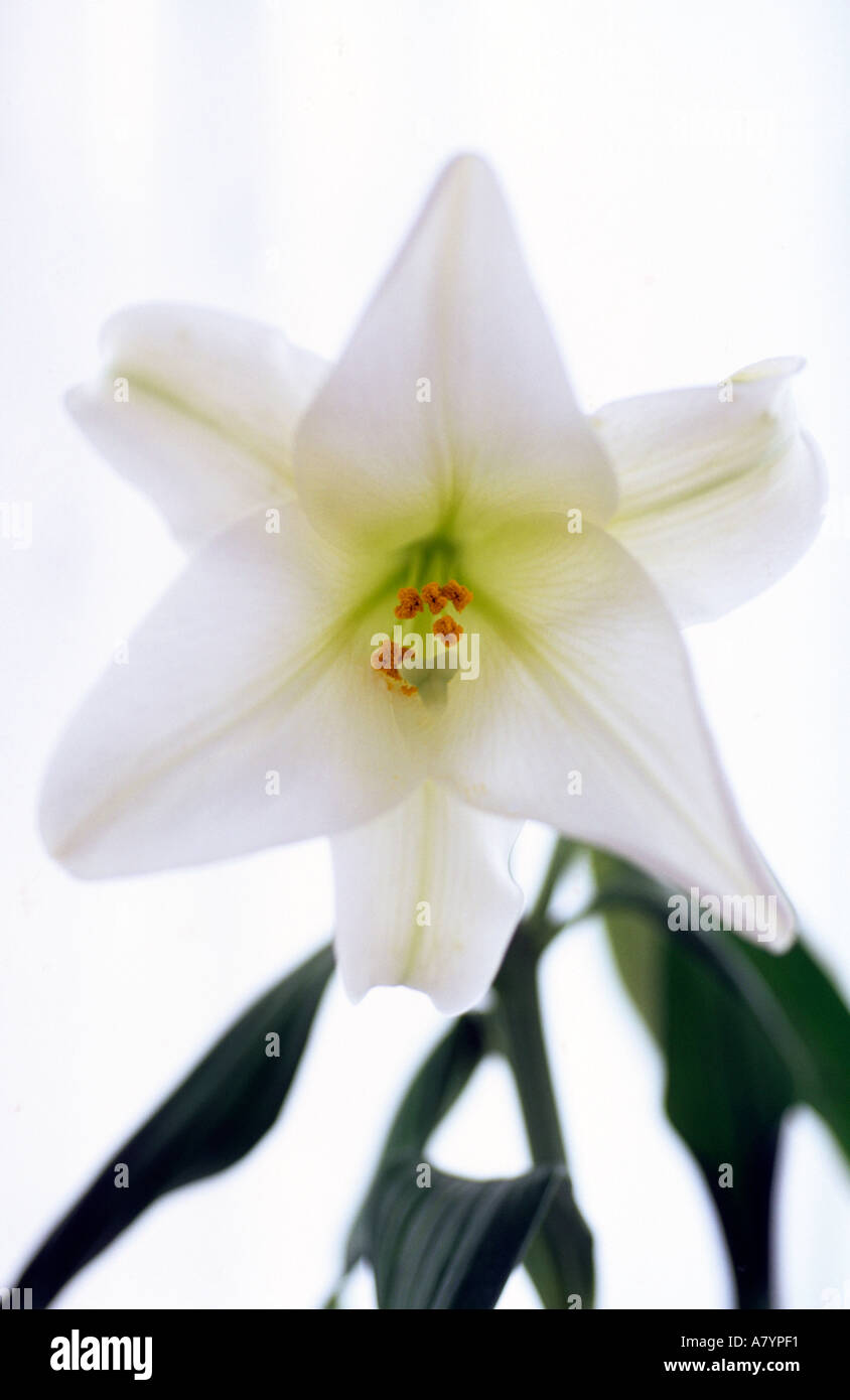 CUT WHITE LILY Stock Photo - Alamy