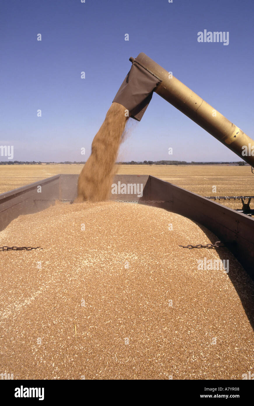 Combine harvester discharging grain into trailer bins Stock Photo - Alamy