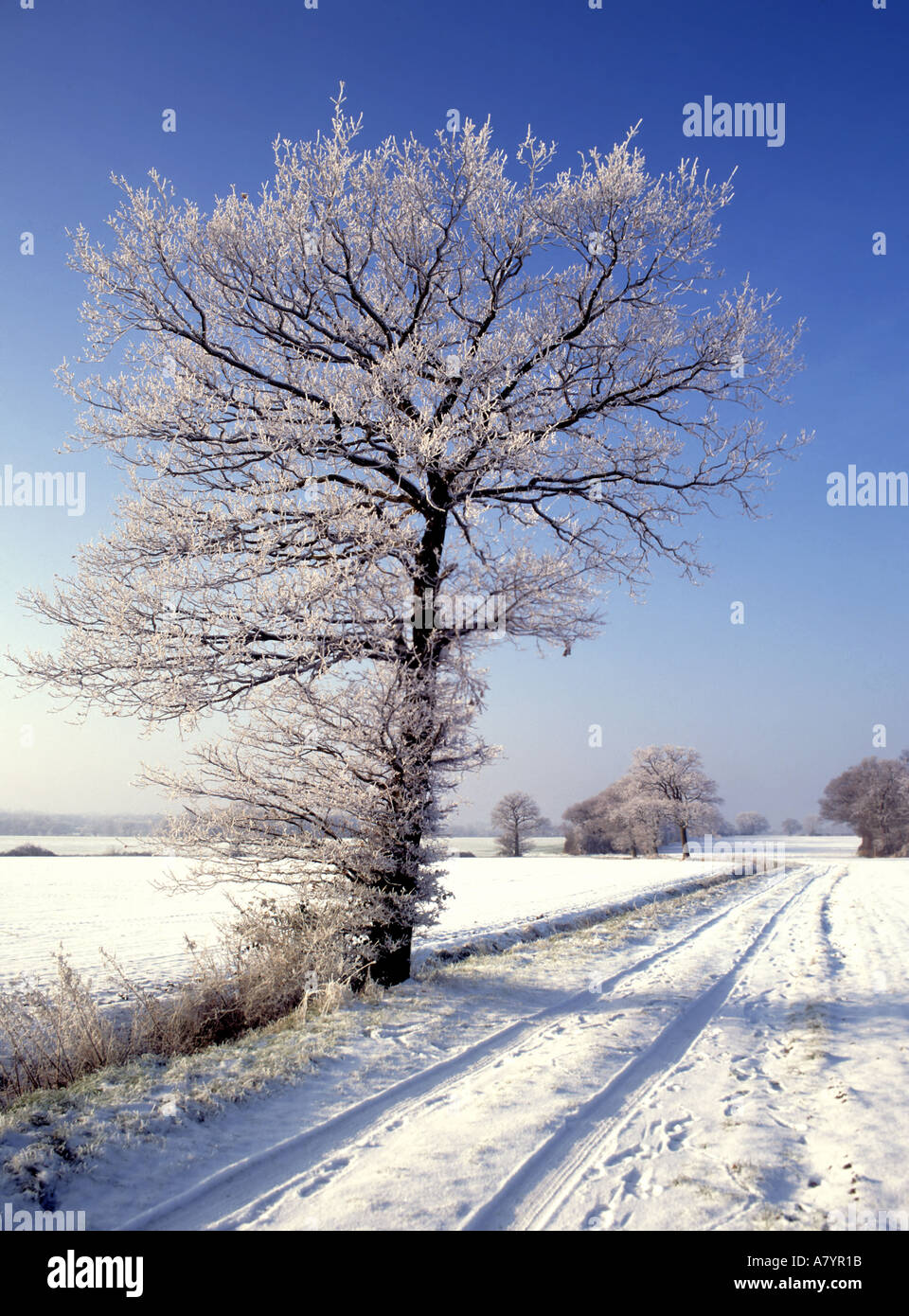 English countryside tree landscape in winter Stock Photo - Alamy