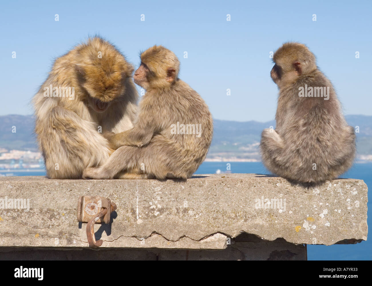 Ape tail hi-res stock photography and images - Alamy