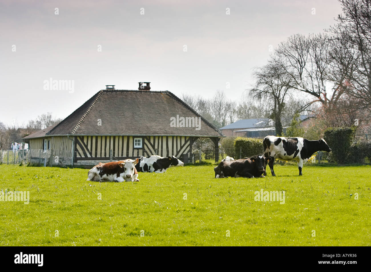 French Farmhouse in Pays D'Auge Calvados Normandy France Stock Photo ...