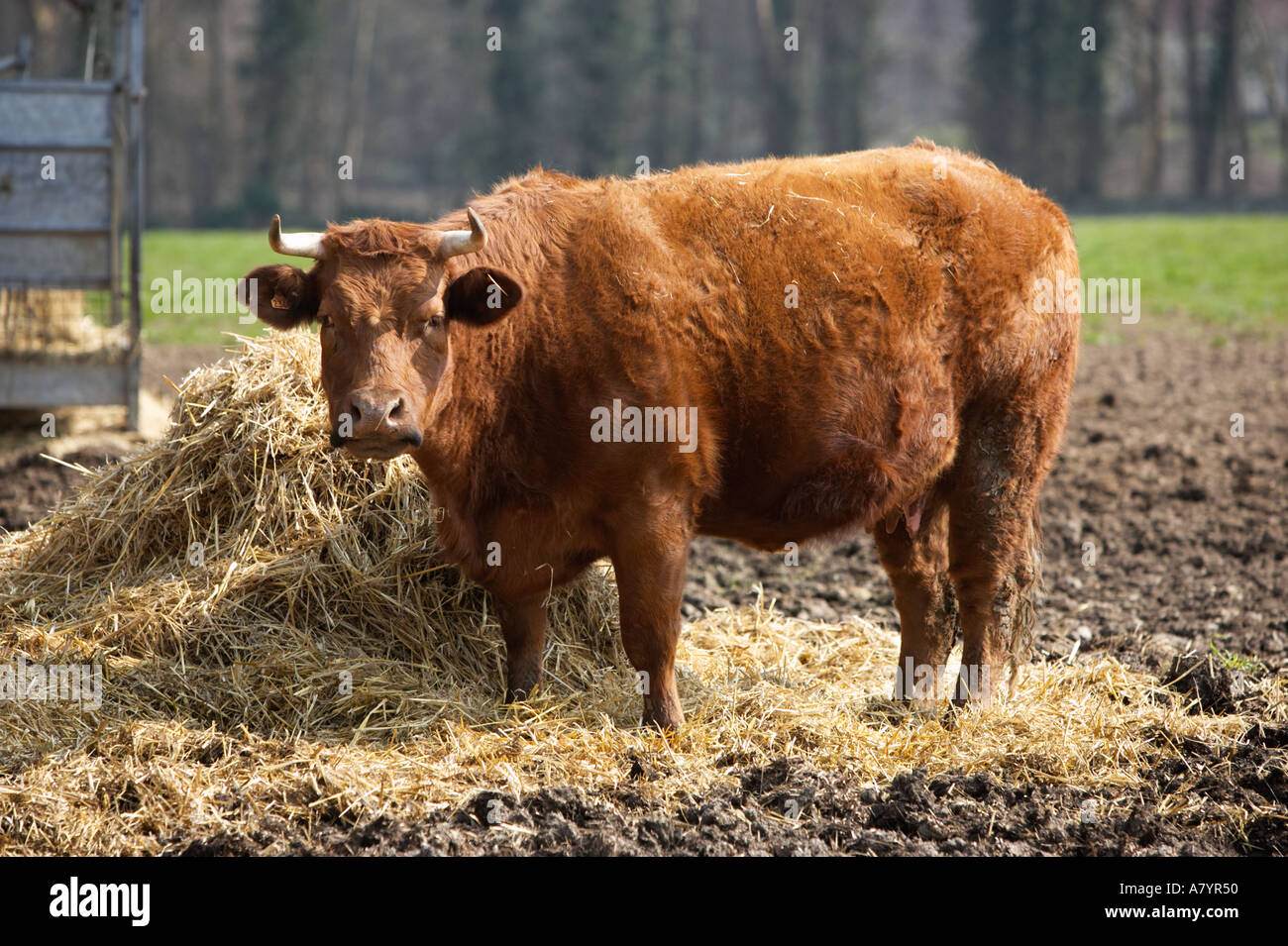 Normande cattle hi-res stock photography and images - Alamy