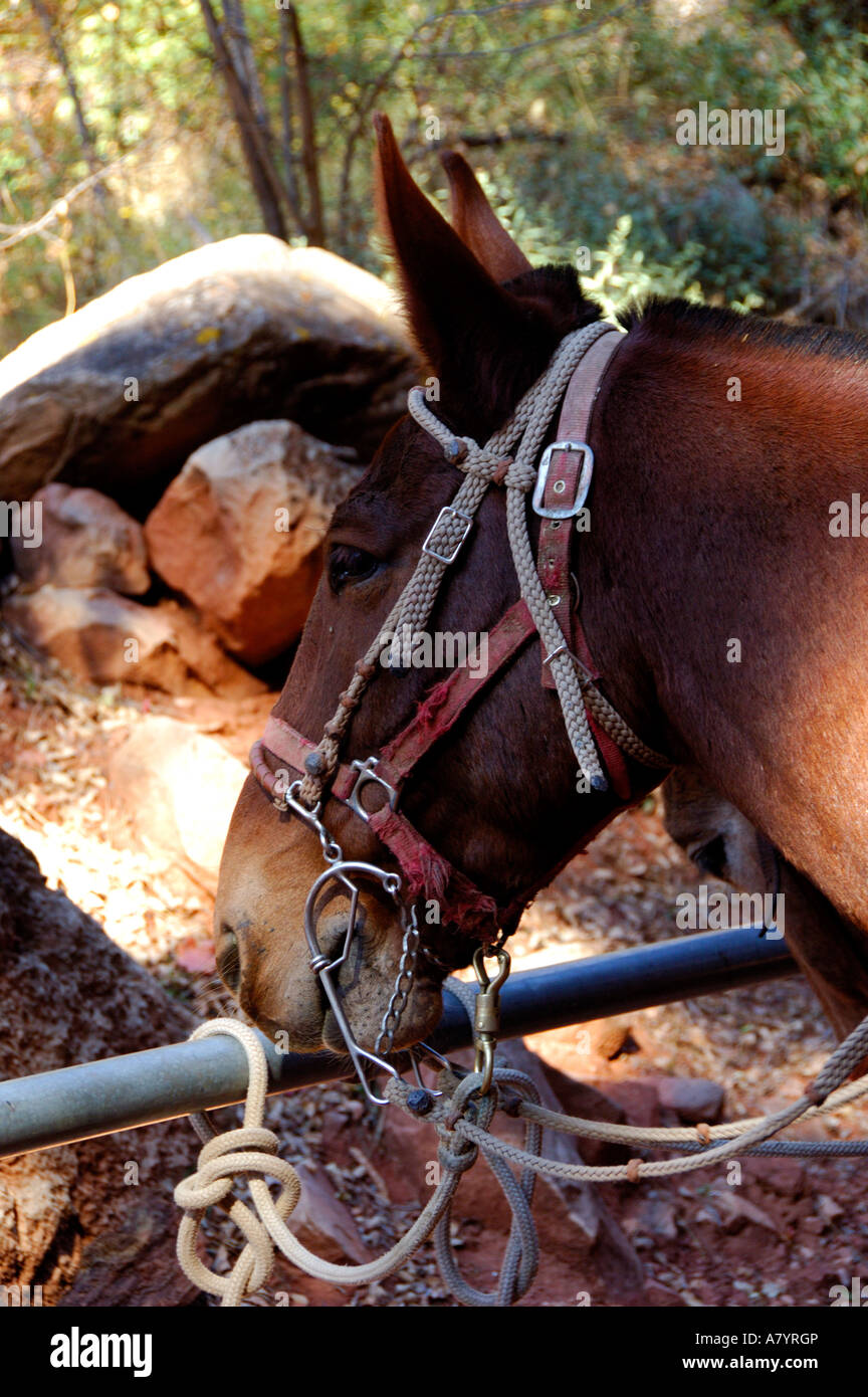 North America, USA, Arizona, Grand Canyon National Park, North Rim ...