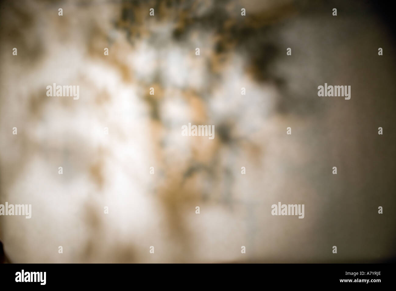 Abstract studio background with tree Stock Photo - Alamy