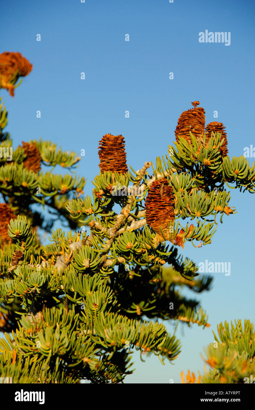 North America, USA, Arizona, Grand Canyon National Park, North Rim ...