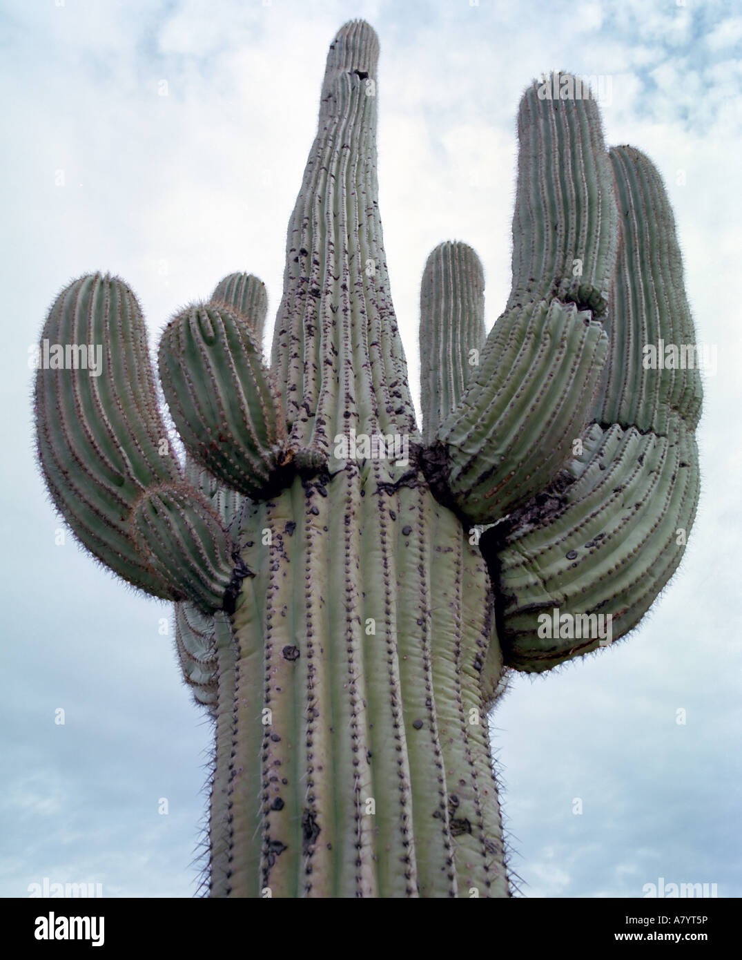 USA, Arizona, Tucson, Saguaro National Park. Saguaro cactus (Carnegiea ...