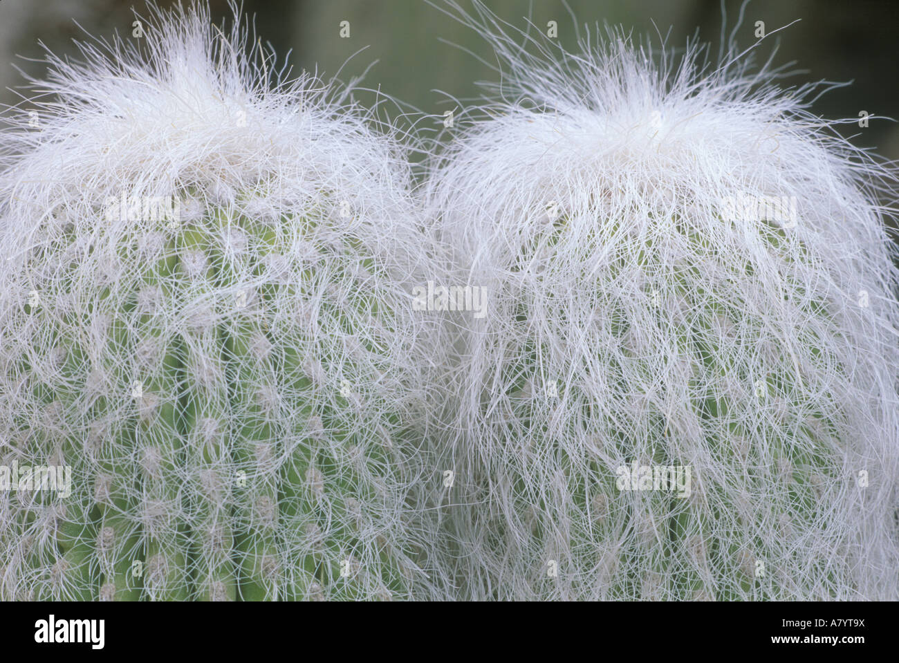 N.A., USA, AZ, Phoenix, Desert Botanical Museum, Old Man Cactus ...