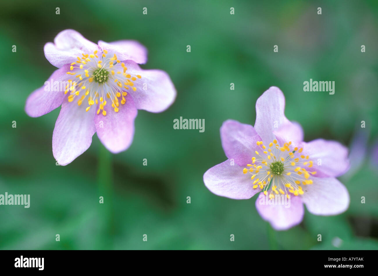 N.A., USA, WA, Seattle, Seattle Arboretum, Japanese Garden, Japanese ...