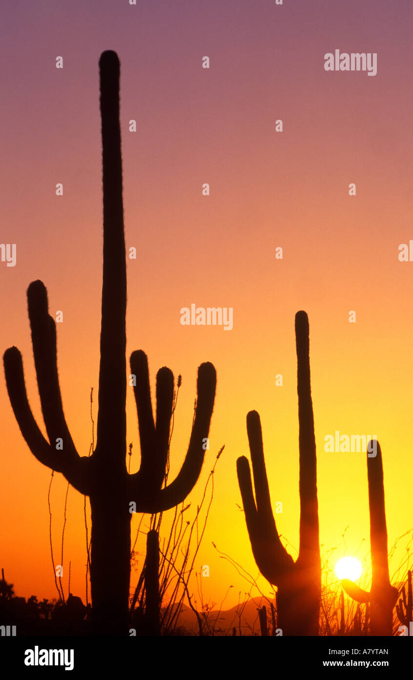N.A., USA, AZ, Saguaro NP, Saguaro Sunset Stock Photo - Alamy