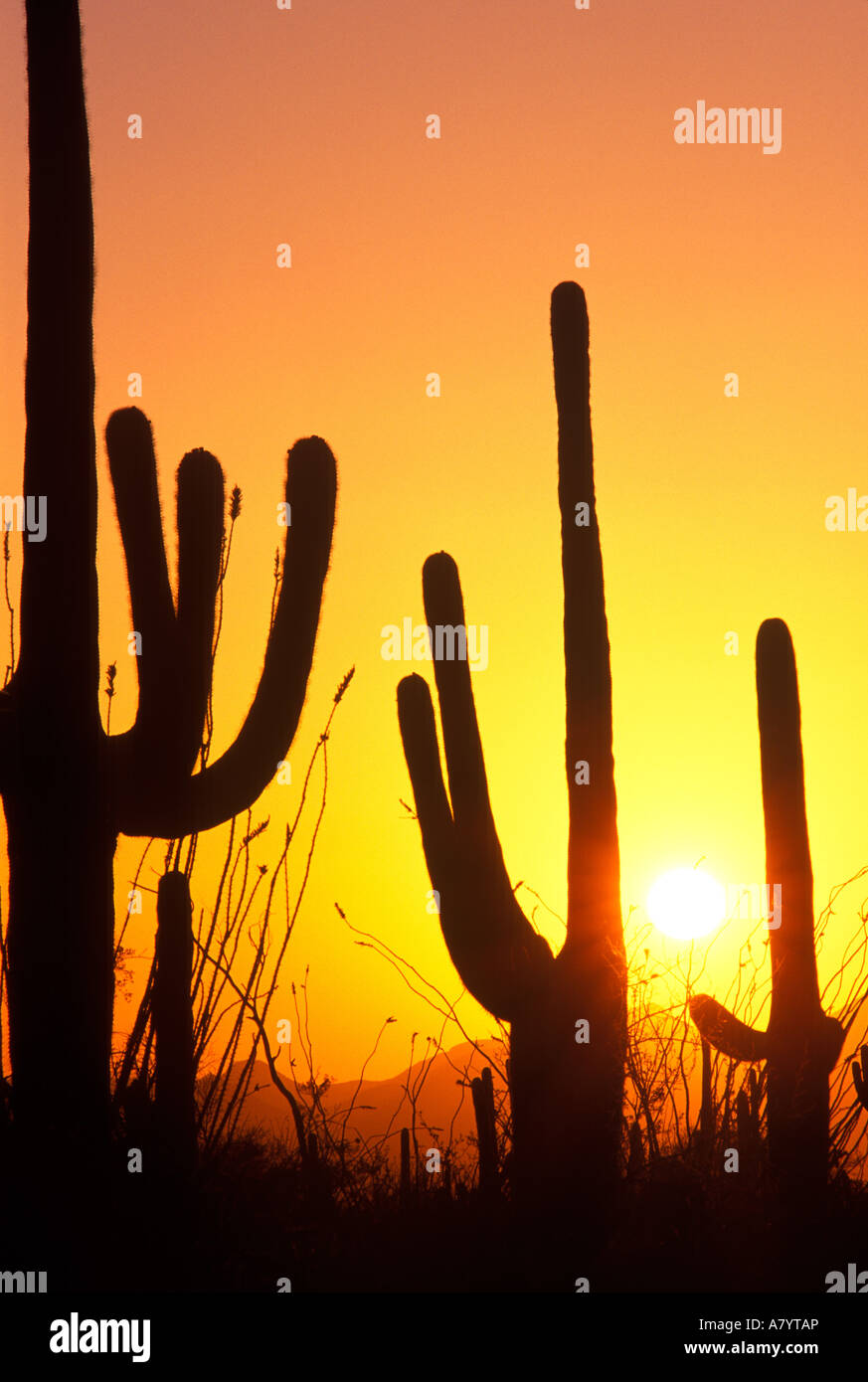 N.A., USA, AZ, Saguaro NP, Saguaro Sunset Stock Photo - Alamy