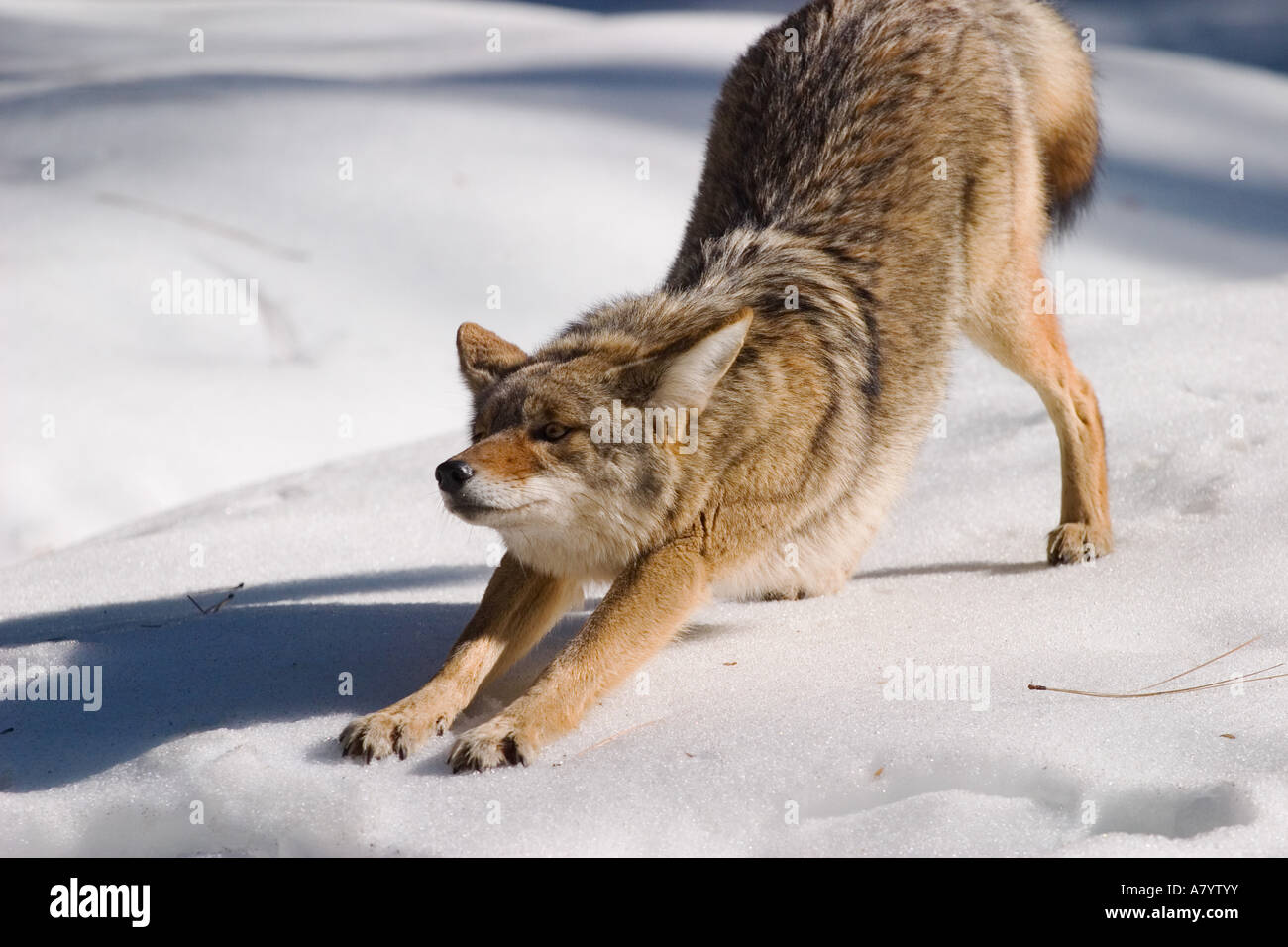 Coyote stretching, Yosemite National Park, CA, USA Stock Photo - Alamy