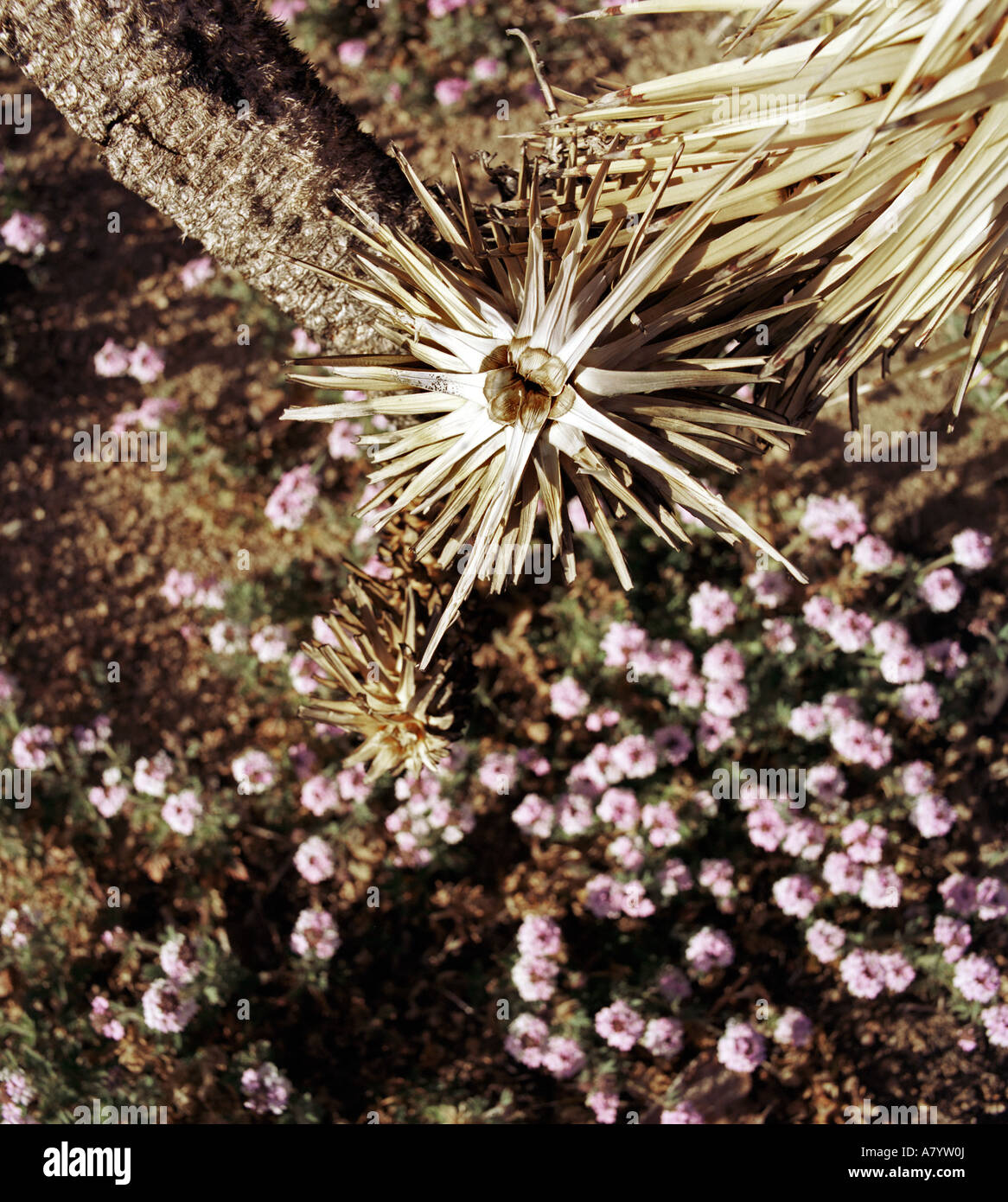 USA, California, Joshua Tree National Park. Joshua tree and wild ...