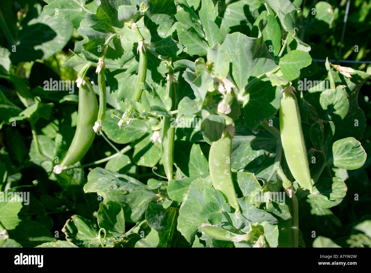 USA, California, snap pea pods growing in home vegetable garden Stock ...