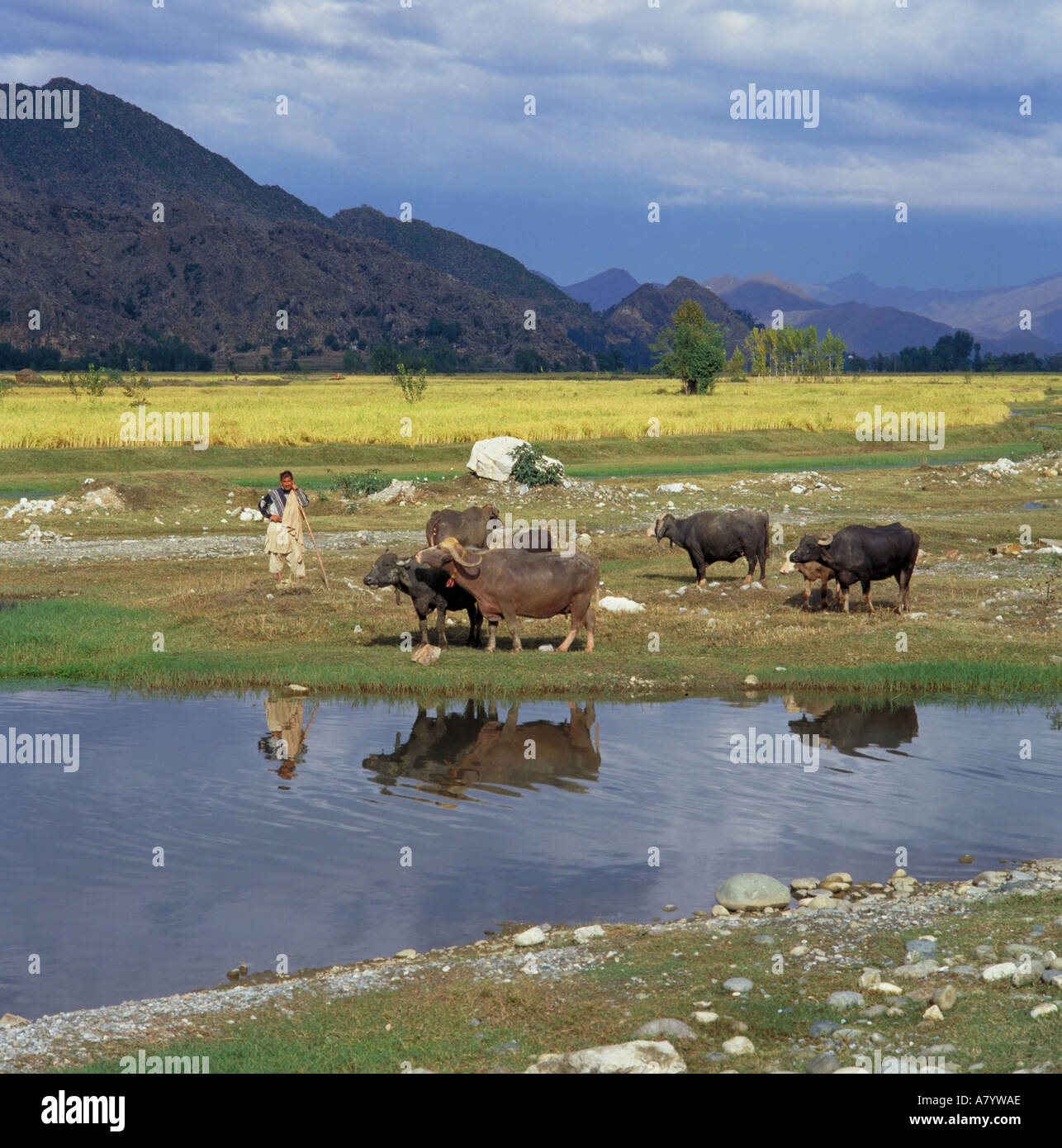 Pakistani Pathan farmer tending his cattle by the Swat River the ...